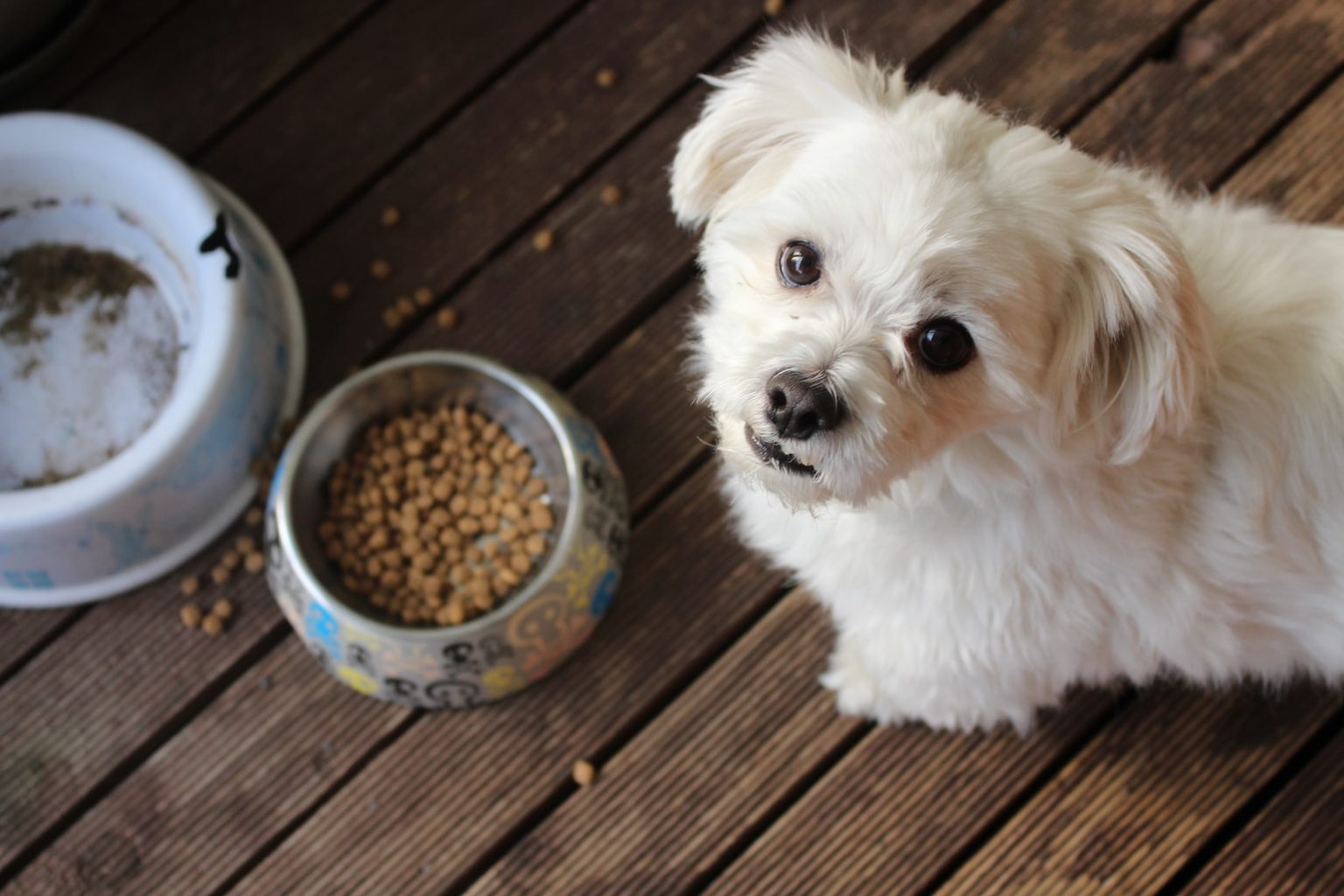 Dog Foods Advisor – Ultimate Dog Food Guide